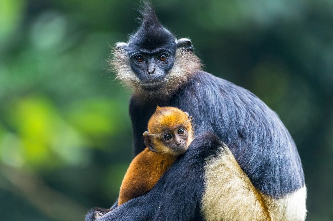 Monkeys of Vietnam Delacour s langur